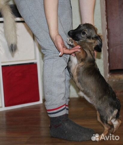 Ищет дом щенок мелкой собачки Баунти