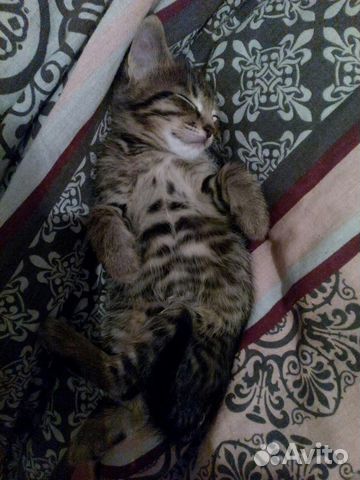 Котята от Абиссинской кошки (полукровки)
