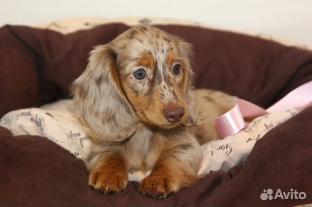 Кор\мраморная девочка