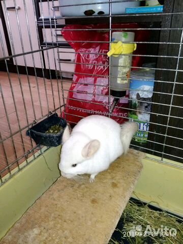 Шиншилла самец с клеткой