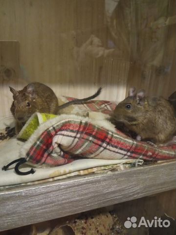 В добрые руки