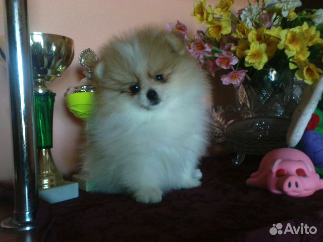 Чудный мини мальчик шпица