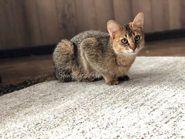 Саванна ф1 окрас Сервалин питомник SoulCats