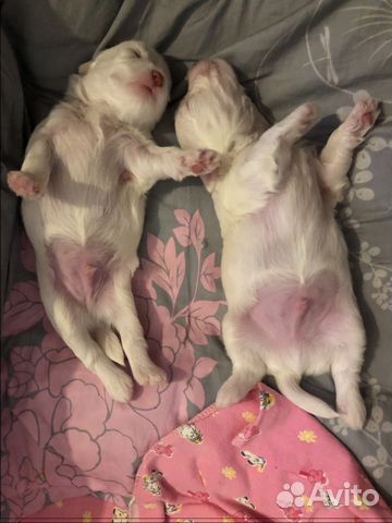 Продаётся мальчик Гаванского бишона