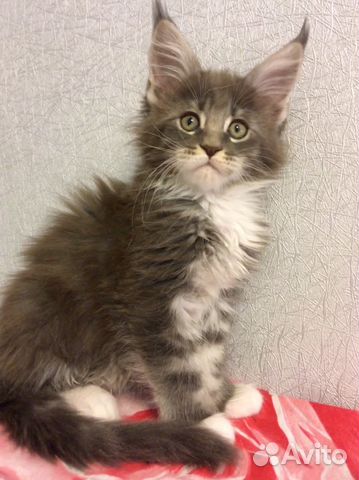 Шикарный мейнкунчик из питомника