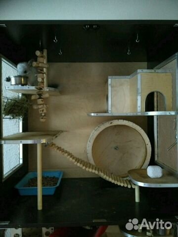 Пара шиншилл Юджи и Чубакка