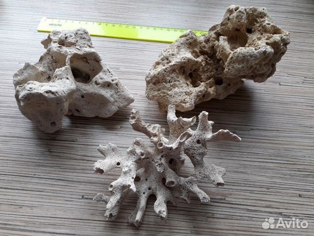 Коралл балянус