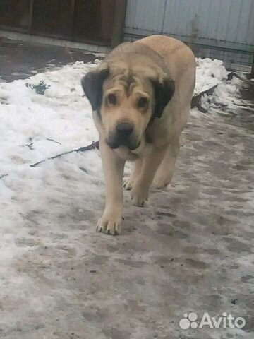 Нужен жених