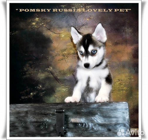 Помски мини хаски