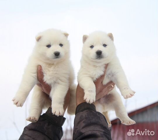 Хаски белые голубоглазые