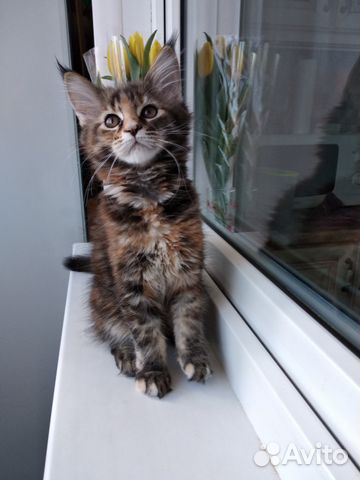 Мейн-кун лесного окраса Сабрина Wonderful Pets