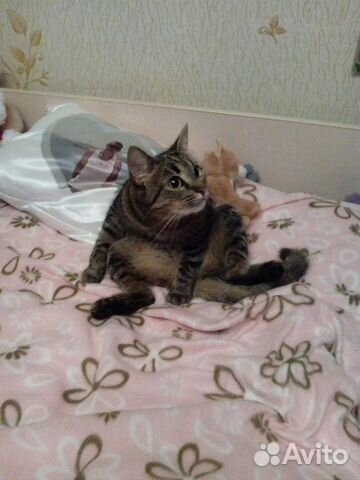 Отдам в хорошие руки