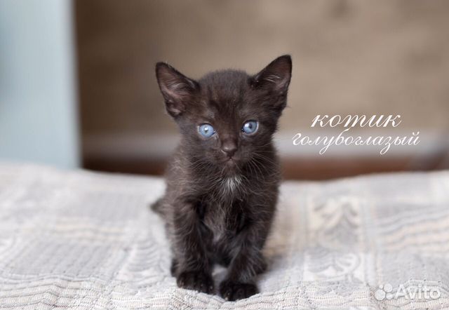 Котята донского сфинкса