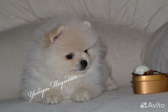 Шпиц Померанская девочка