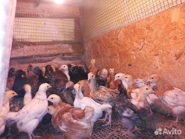 Цыплята домашних кур (подрощеные)
