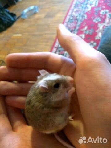 Мастомисы (натальные крысы/многососковые мыши)