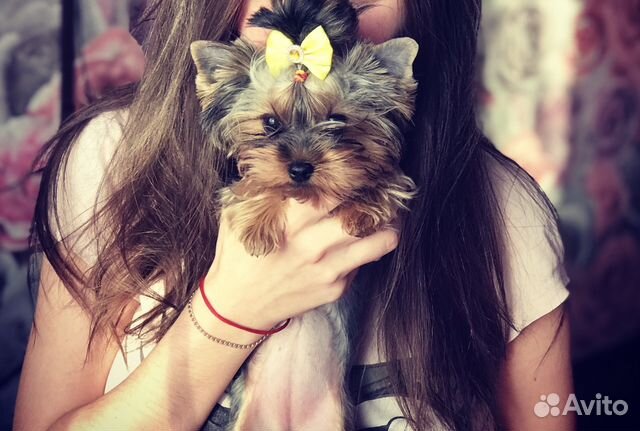 Мини Йоркширский терьер