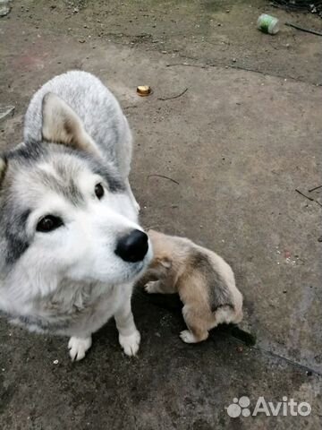 Щенки хаски (помесь)