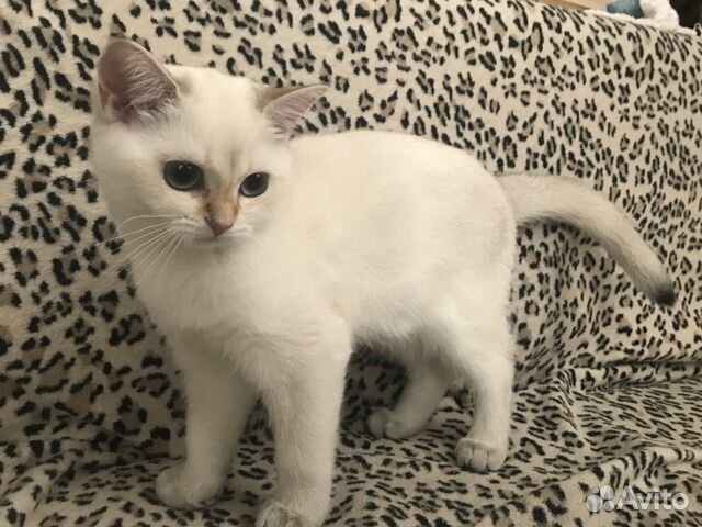 Предлагаем британскую кошку BRI ny 3325