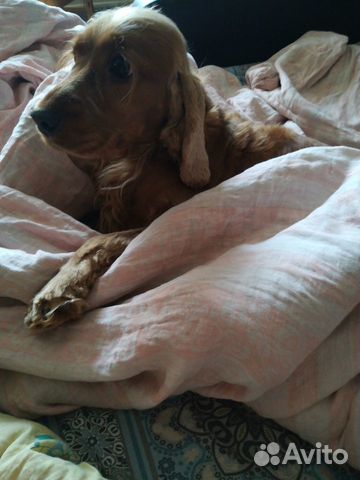 Ищет кавалера