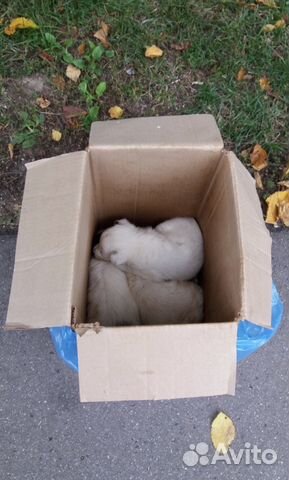 Щенки - смертники в добрые руки, сегодня отлов