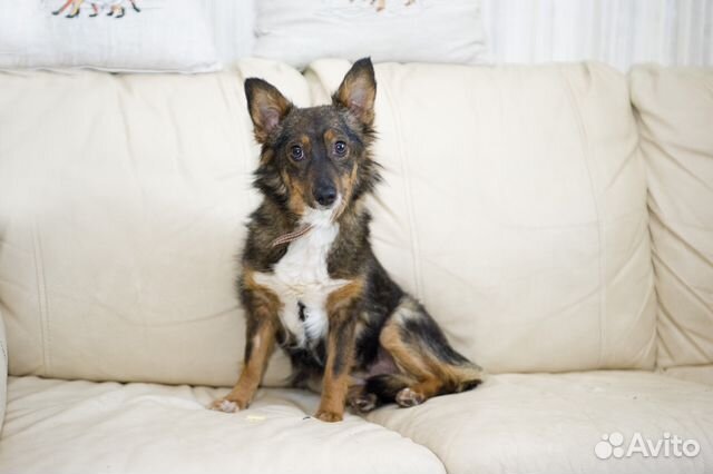 Миниатюрная собачка