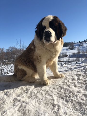 Щенки породы Сенбернар
