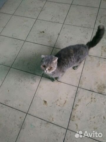 Найдена кошка шотландская вислоухая