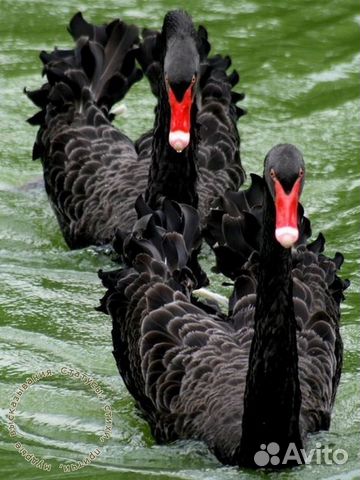 Черные лебеди