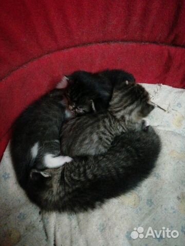 Котята в добрые руки