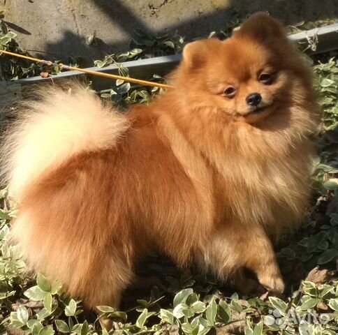 Шпиц Мальчик ищет маму