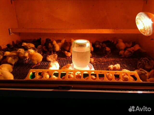 Инкубационное яйцо, цыплята