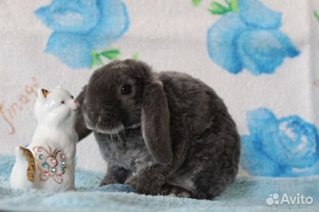 Карликовый кролик