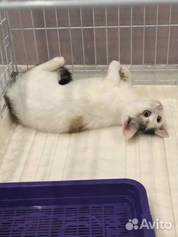 Карамелька ищет дом