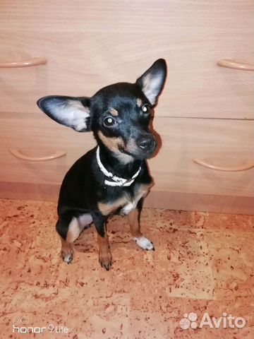 Собачка Боня