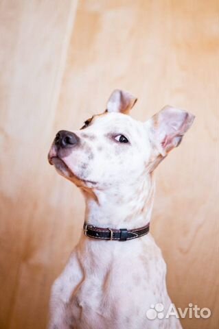 5-ти месячный Бред Пит в дар