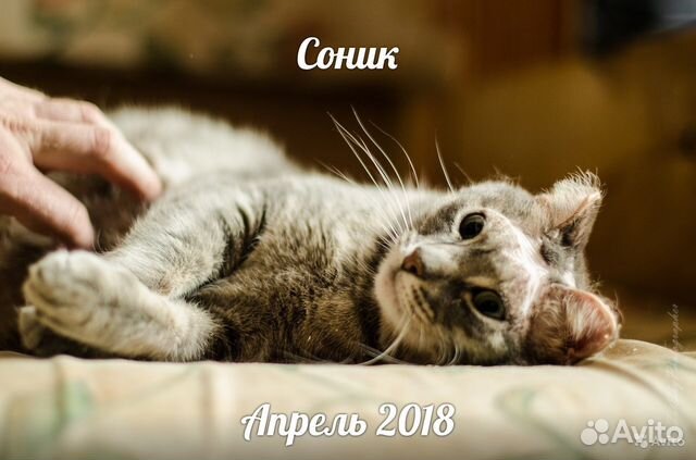 Смешной, добрый, игривый Соник в добрые ручки