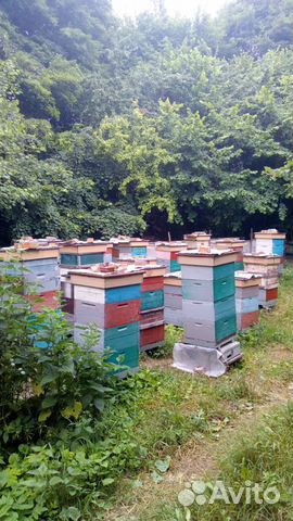 Продаются пчелосемьи