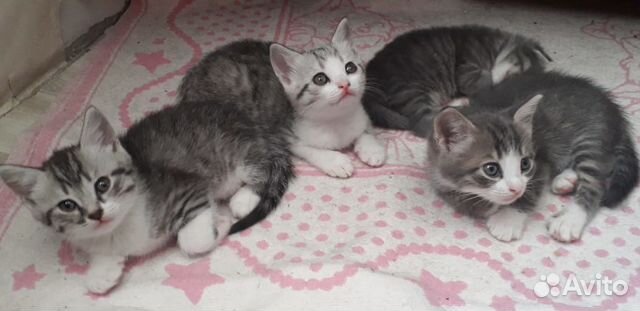 Котята