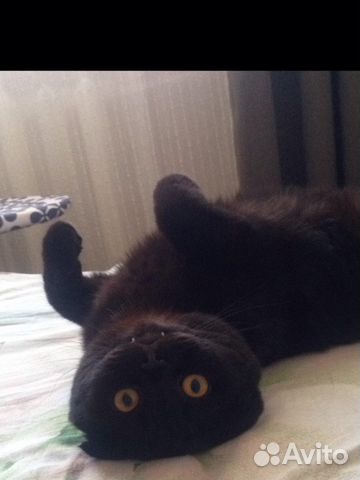 Вы посмотрите на него. Он точно готов для дамы