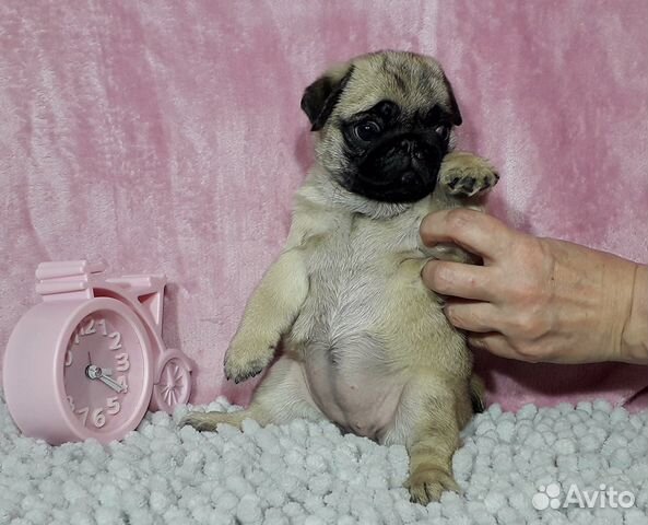 Мопсики-крепыши для выставок и души