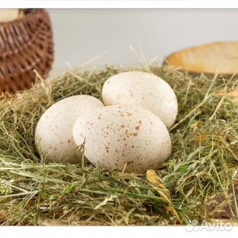 Инкубационное индюшиное яйцо