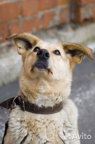 Собака-пирожок Гуля