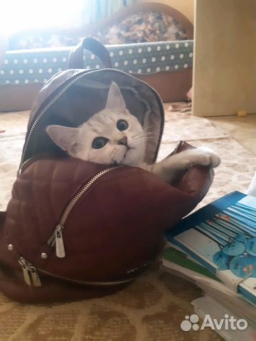 Клубный шотландский котенок(4 месяца)