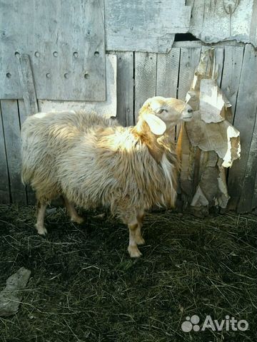 Баран на племя