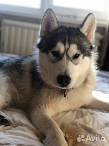 Сибирский хаски
