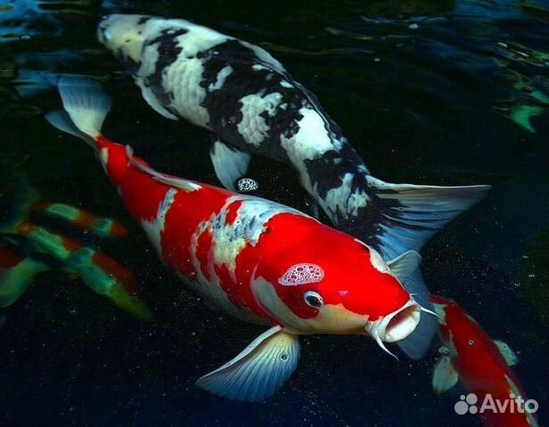 Рыба для пруда