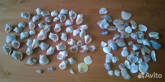 Ракушки морские