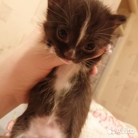 Мальчики черныши