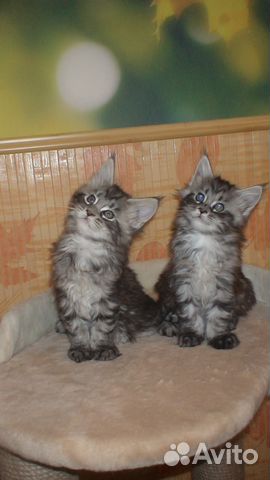 Серебряная кошечка мейн кун